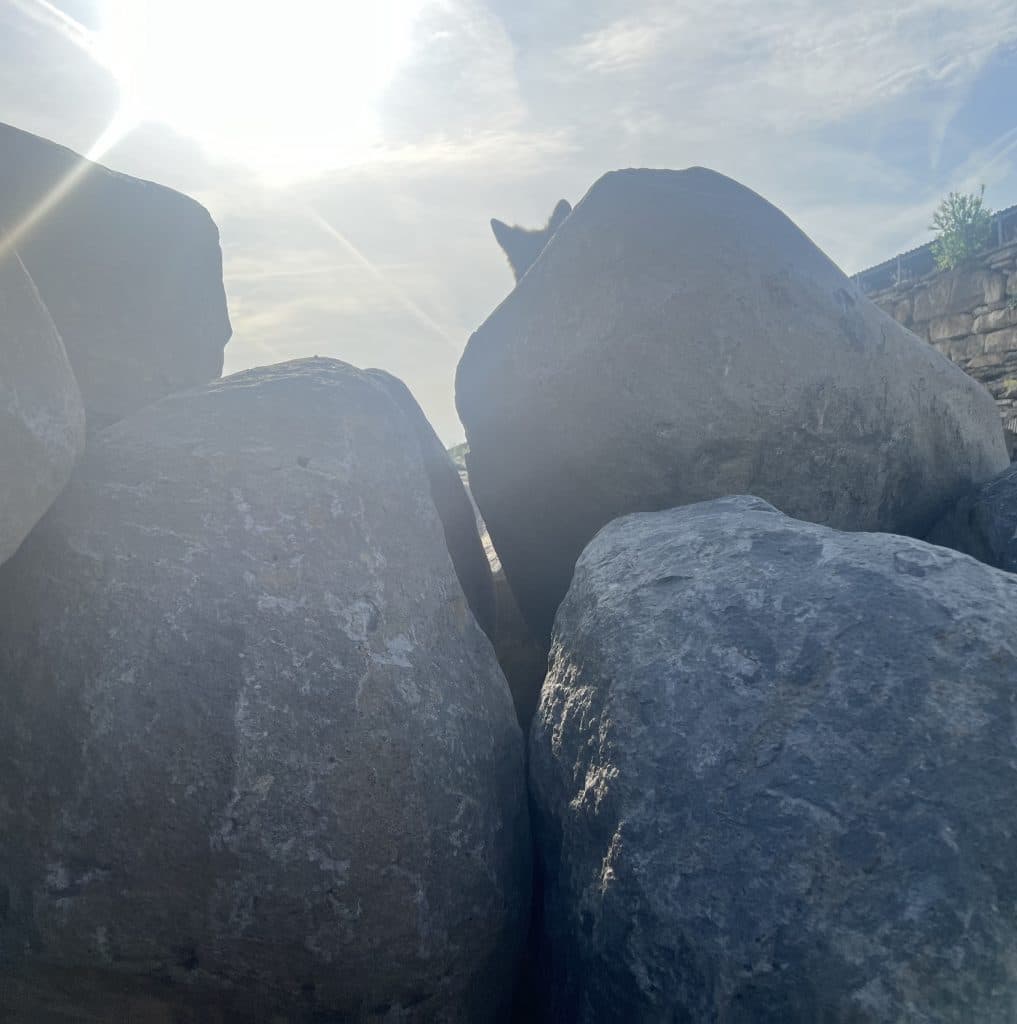 Schöne Basalt Findlinge lieferbar!